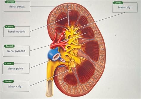Chapters 14 16 Flashcards Quizlet