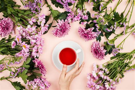아름 다운 국화 꽃과 여자의 손을 잡고 히 비 스커 스 차 한 잔으로 Flatlay 2명에 대한 스톡 사진 및 기타 이미지 2명 꽃 나무 꽃 식물 Istock