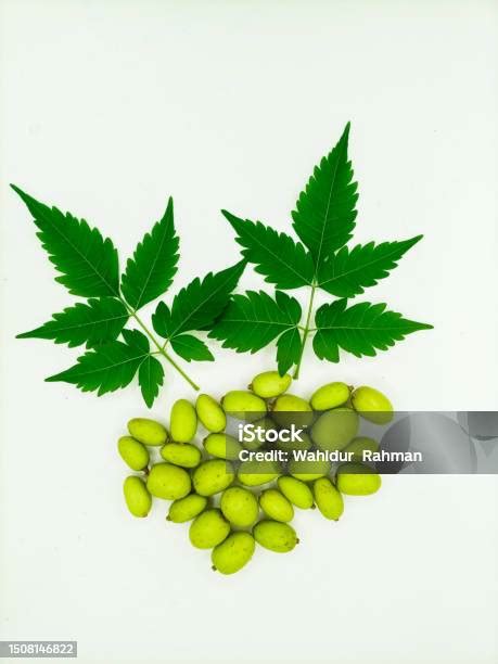 Buah Nimba Segar Dan Daun Nimba Terisolasi Pada Latar Belakang Putih Foto Stok Unduh Gambar