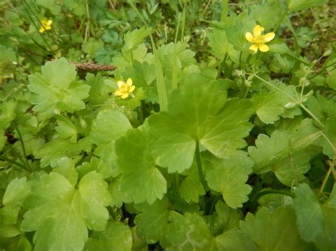 トゲミノキツネノボタン刺実の狐の牡丹の黄色い花
