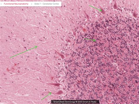 Diagram Of Cerebellar Cortex Histology 7 Quizlet