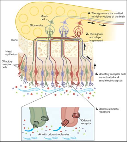 Olfactory Pathway Flashcards Quizlet