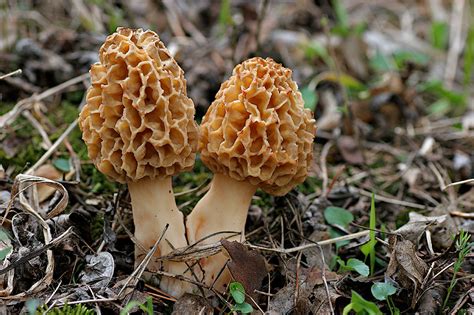 Сморчок настоящий (Morchella esculenta) фото и описание