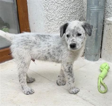 Сладки Братче и Сестриче Кучета Обяви за осиновяване