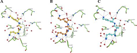 Table 71 From Water Mediated Binding Of Oligopeptides To Oppa