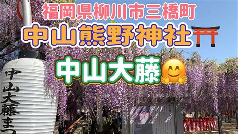 九州ドライブ福岡県柳川市三橋町 中山熊野神社中山大藤樹齢約300年 福岡県の天然記念物にも指定されている名木 YouTube