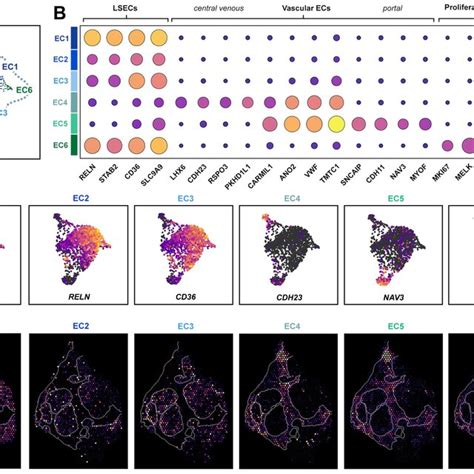 Spatial Heterogeneity Of Endothelial Cell Populations In Cirrhotic Download Scientific Diagram