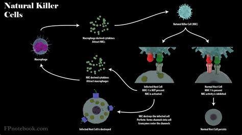 Natural Killer Cell