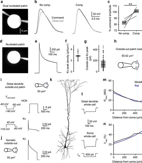 Outside Out Patch Size Estimation Related To Fig 3 A Rat Dual Download Scientific Diagram