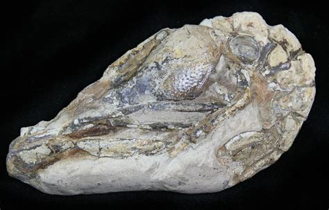 Fossil Lobster Meyeria Cretaceous Isle Of Wight 22088 For Sale