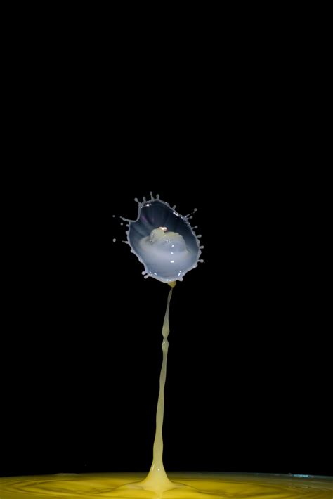 무료 이미지 액체 빛 꽃 스프레이 조명 똑똑 떨어지는 물방울 소리 고속 물이 튀다 아직도 인생 사진 2845x4267 658017 무료 이미지