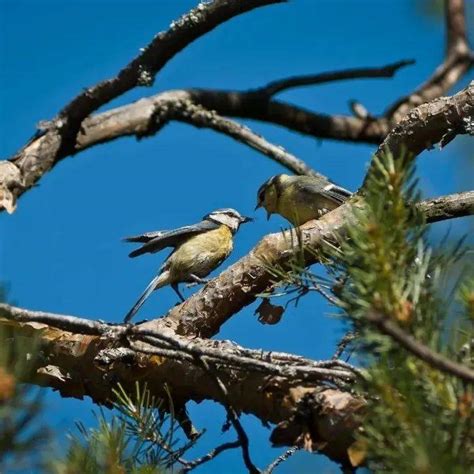 借助 Spring Boot 和 Graalvm 实现原生 Javanative运行image