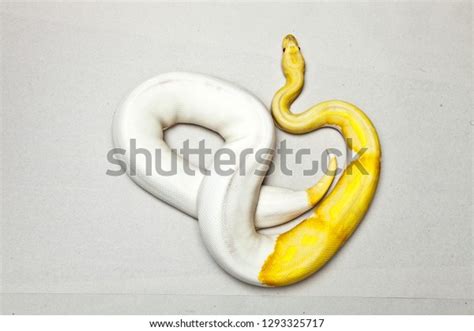 Ball Python Piebald Royalty Free Images Stock Photos Pictures Shutterstock