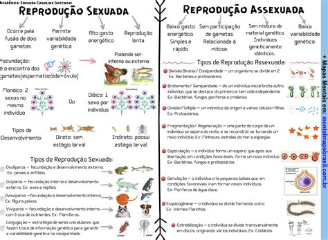 Tipos De Reprodução Mapas Mentais Mental Maps Brasil