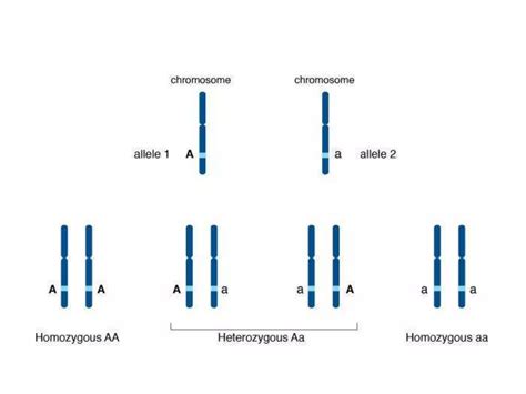Microsatellite Instability Pptx