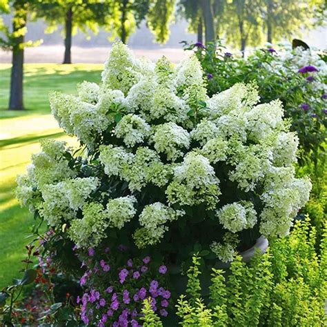 Hydrangea Paniculata Tree