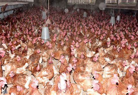 Supporting Health And Livelihoods Smallholder Poultry Eritrea