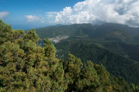 In Situ Conservation Of Threatened Trees Fondation Franklinia In Situ Conservation Of Threatened Trees Fondation Franklinia