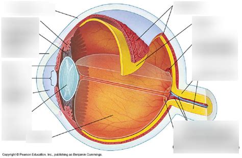 Diagram Of In Focus Eyes Quizlet