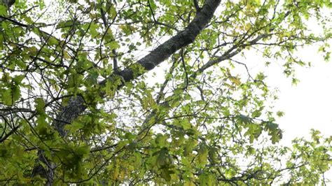 Tree Leaves And Breanches In Lagoas De Bertiandos Stock Video Video Of Lagoas Unique 115263407