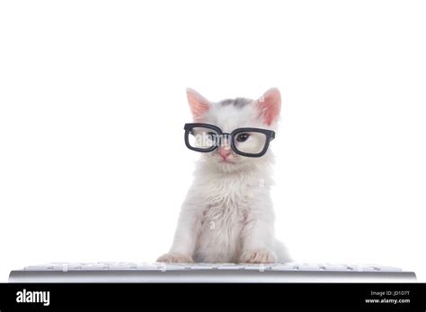 One Cute Adorable Fluffy White Kitten Wearing Black Geeky Glasses Looking Slightly To Viewers