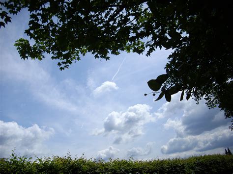 картинки дерево природа трава филиал силуэт небо поле луг Солнечный лучик утро лист