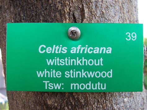 Lazy Kruger Swop And Stay