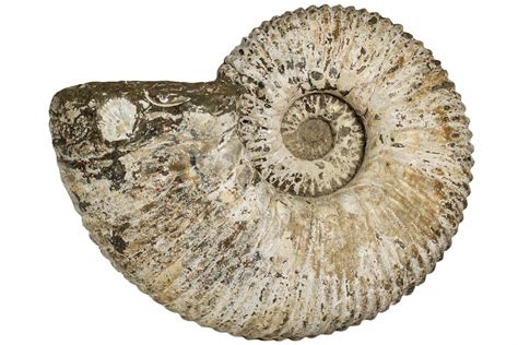 Massive 11 6 Tractor Ammonite Douvilleiceras Fossil Madagascar 197179 For Sale