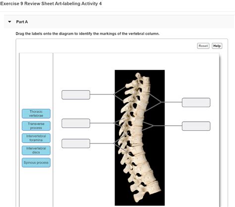 Solved Exercise 9 Review Sheet Art Labeling Activity 2 2 Of
