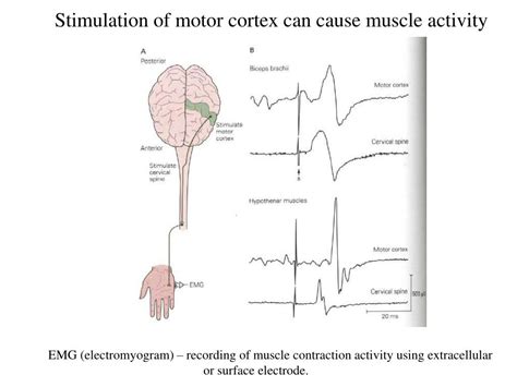 PPT Motor Cortex PowerPoint Presentation Free Download ID 895708