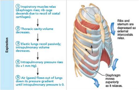 Respiratory System Pulmonary Ventilation Respiratory System Structure And Function Regular