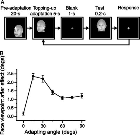 Figure 1 From Perceptual Consequences Of Face Viewpoint Adaptation Face Viewpoint Aftereffect