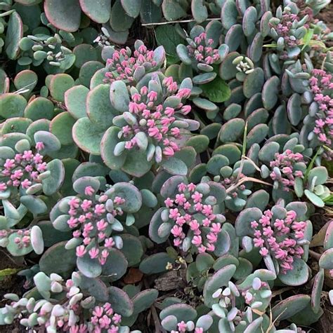 24 Types Of Hylotelephium Succulents With Pictures Succulent Alley