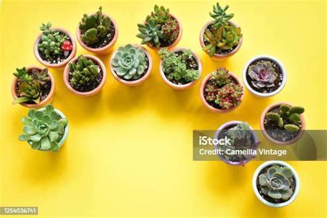 즙이 많은 클로즈업 평평한 평지 꼭대기 전망 복사 공간 맑은 정원 신선하고 따뜻한 꽃 식물 개념 식물학 가정 장식 녹색 꽃 연꽃 꽃 봄 시간 가을에 대한 스톡 사진 및 기타