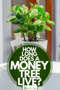How Long Does A Money Tree Live