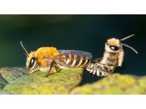 През юли периодът на размножаване при пчелите е отминал Пчеларство Български Фермер