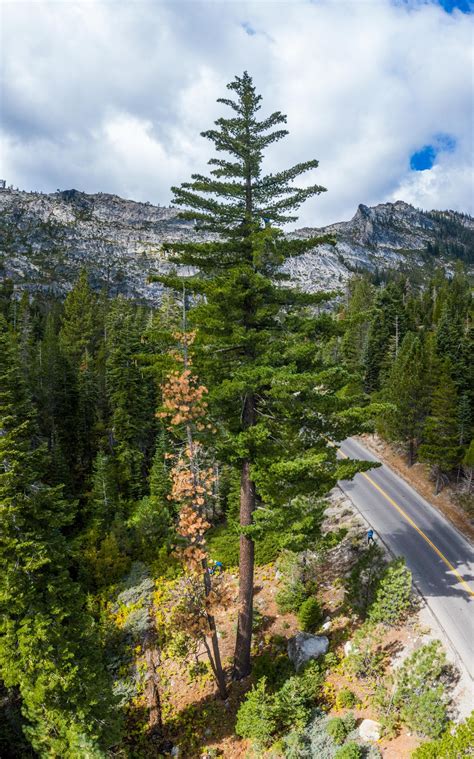 Sugar Pine Foundation Conserve And Replant Now
