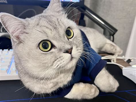 大脸猫 小叮当的快乐星球 站酷ZCOOL