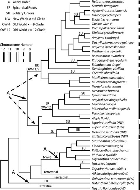 A Simplified Tree Based On The Maximum Likelihood Tree That Shows Major Download Scientific