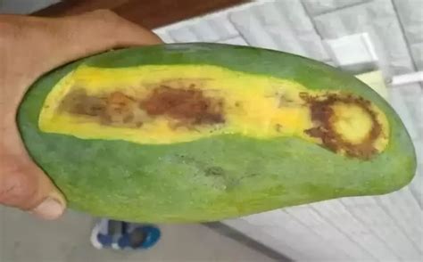 腐烂芒果图片 芒果图片 贵妃芒果图片 第4页 大山谷图库