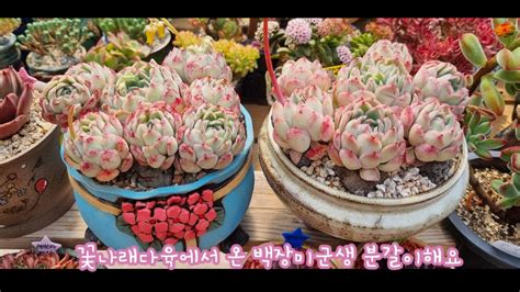 있을 때 키우자 너무 예쁜 백장미군생 분갈이해요 이번에 꽃나래다육에서 온 수입백장미는 뿌리가 났어요~ 너무 신나요~ 여러분은 어떠신가요~ 이렇게 예쁜 군생은 키워줘야쥬