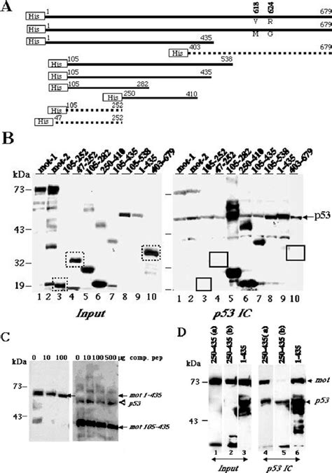 Mapping The P53 Binding Domain Of The Mot A Schematic Download Scientific Diagram