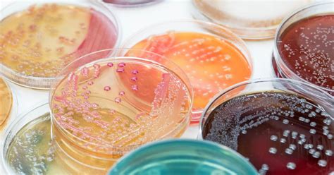 How Automation Can Boost Food Safety Monitoring Selectscience® Posted