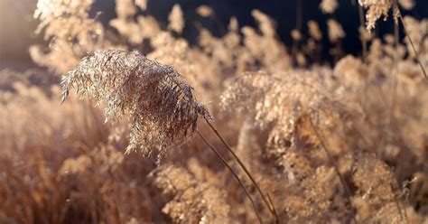 포토친구 억새가 있는 풍경