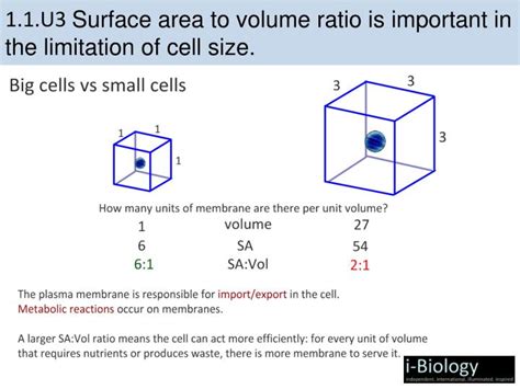 Ppt 11 Introduction To Cells Powerpoint Presentation Id6053665