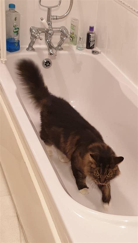Sid Measuring The Bath R Cats