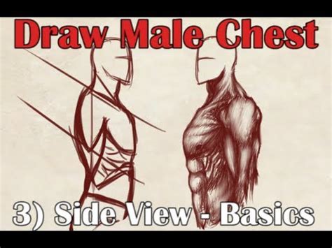 How To Draw A Male Torso Side View Basics YouTube
