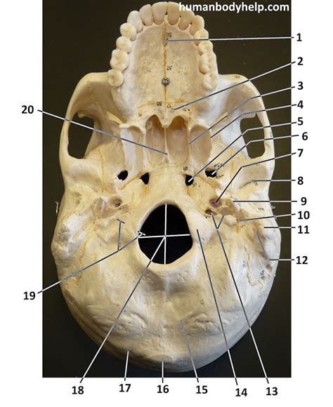 Skull Inferior View Human Body Help