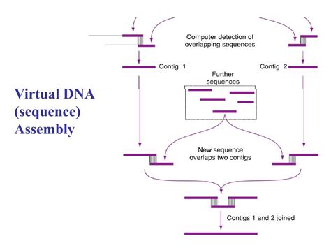 Ppt Pre Genomic Era Finding Your Own Clones Powerpoint Presentation