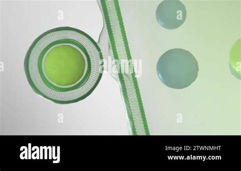 The Cell Is Divided Into Four Concept Of Mutation And Evolution